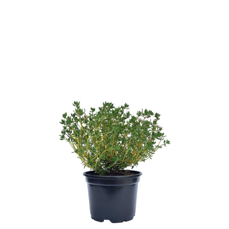 Sadnica Timijan - Thymus vulgaris - Pannonicum Webshop